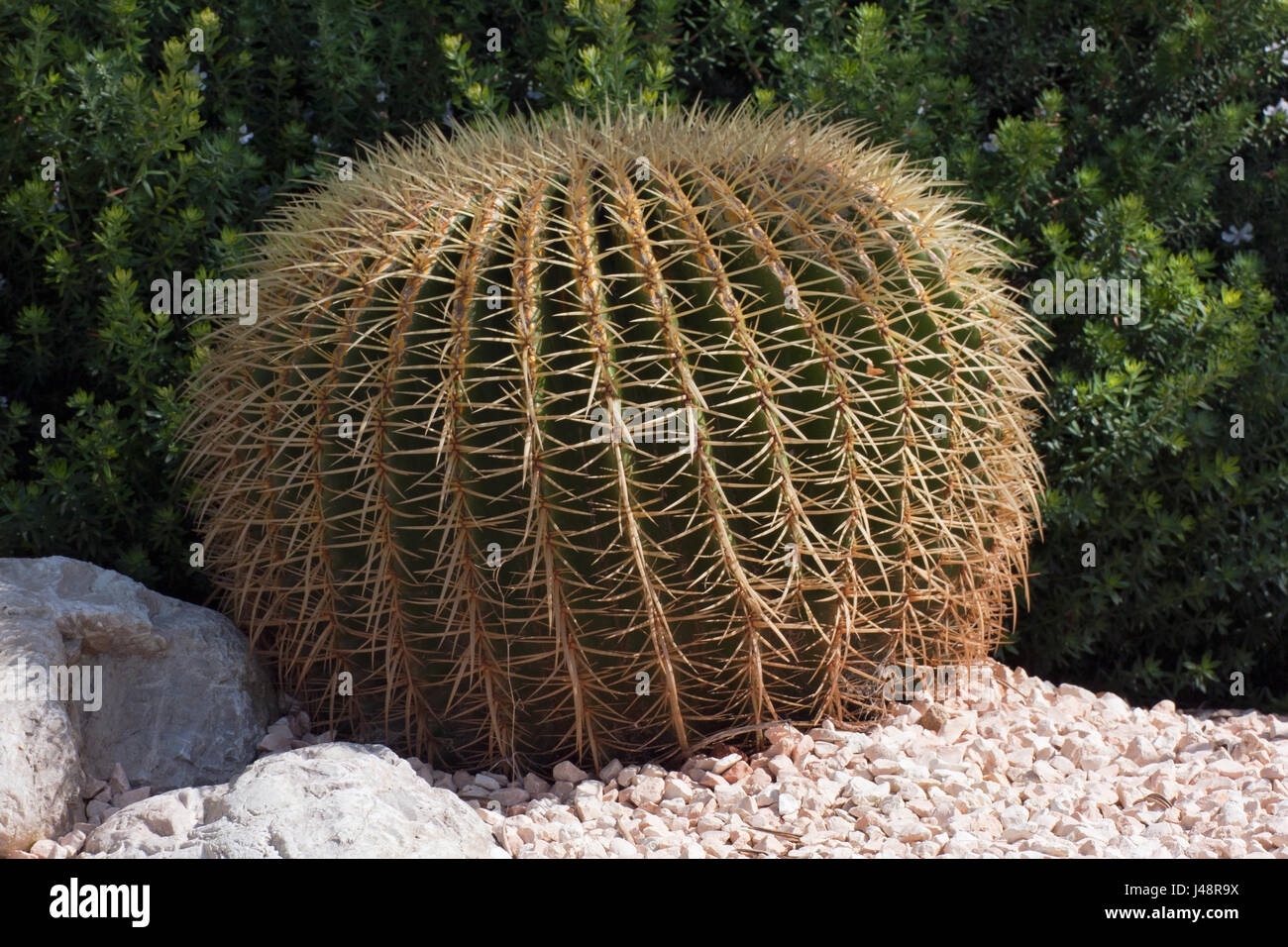 Cactus grusone hi-res stock photography and images - Alamy