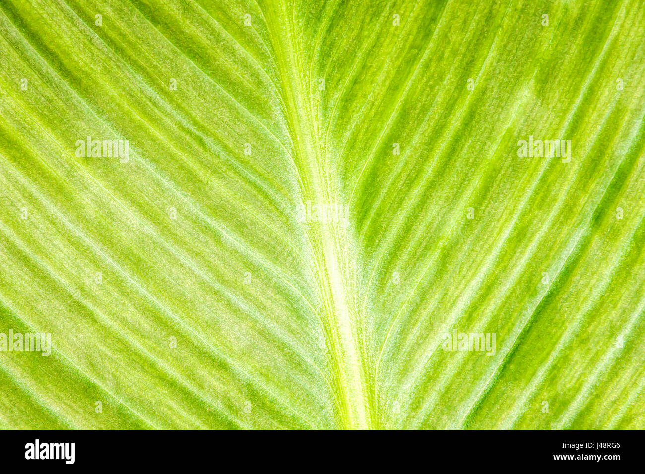 Green leaf Green leaf close up Stock Photo - Alamy