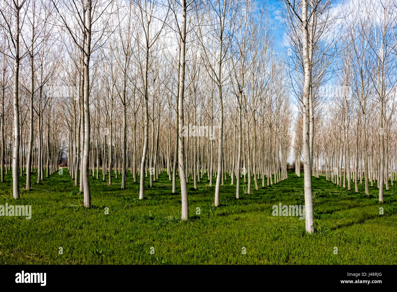 Poplar trees forest Stock Photo - Alamy