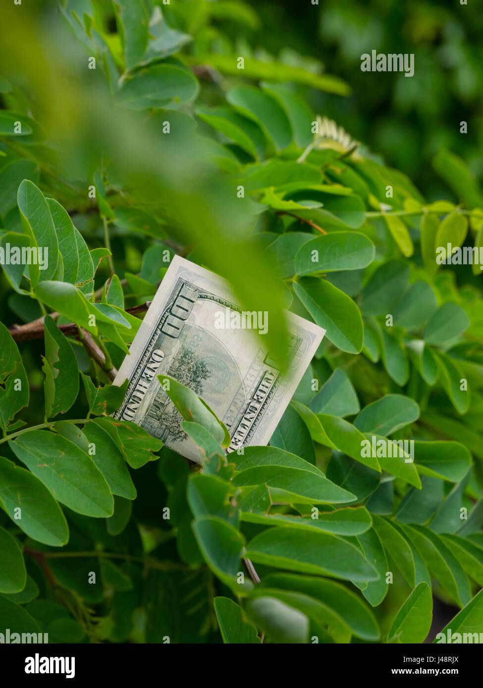 Cash trees green leaves hi-res stock photography and images - Alamy