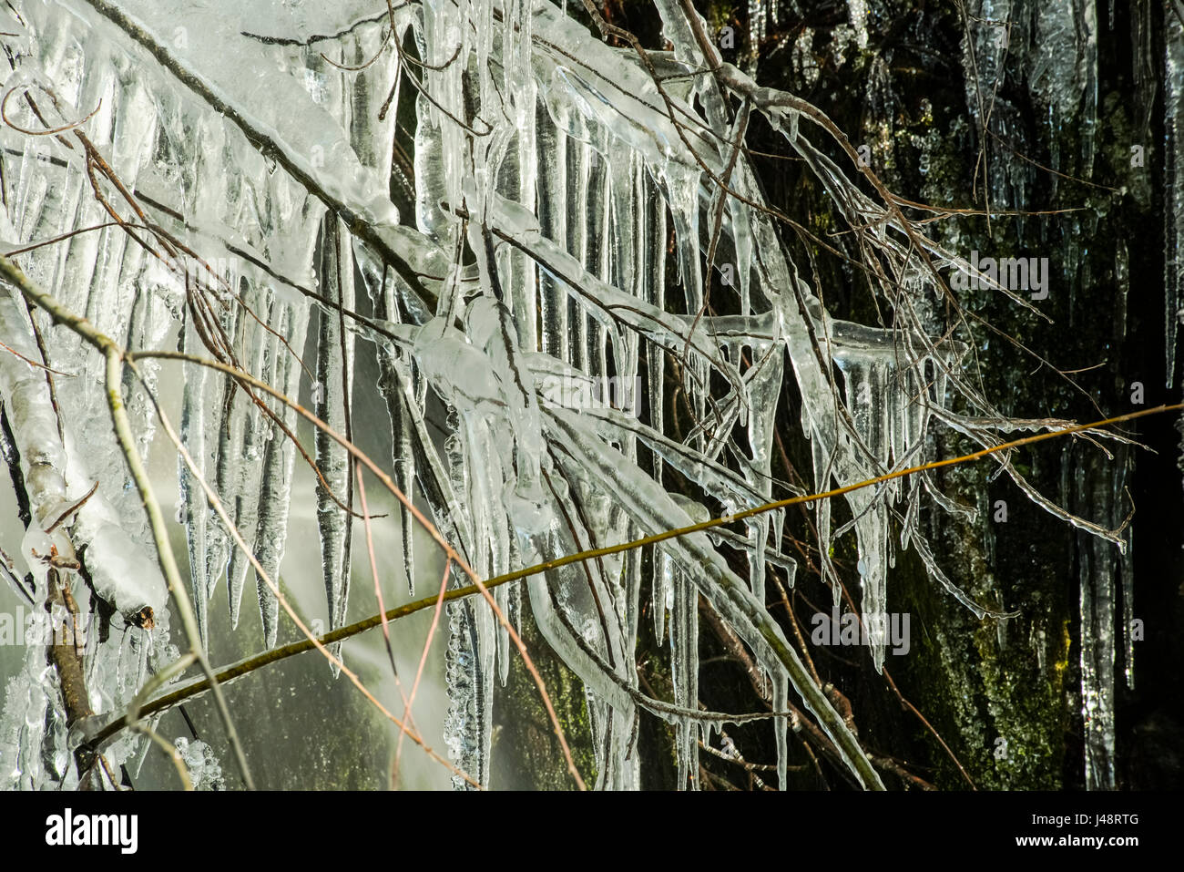 Long icicles forming from a branch next to a waterfall in the rain ...