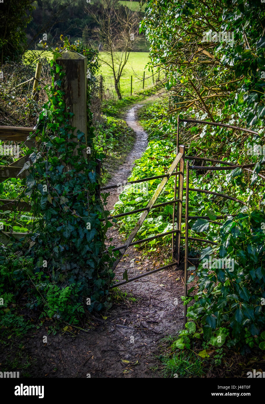 A pathway through a gate with ivy growing on the post; Bath, England ...