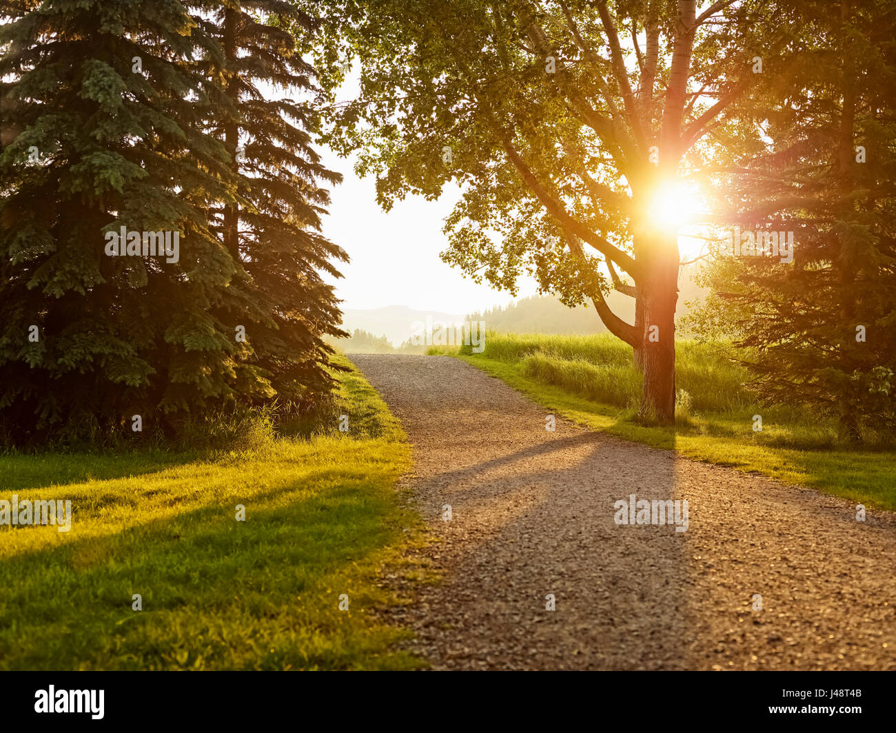 Sunlight shines through the trees lining a gravel path at sunset ...
