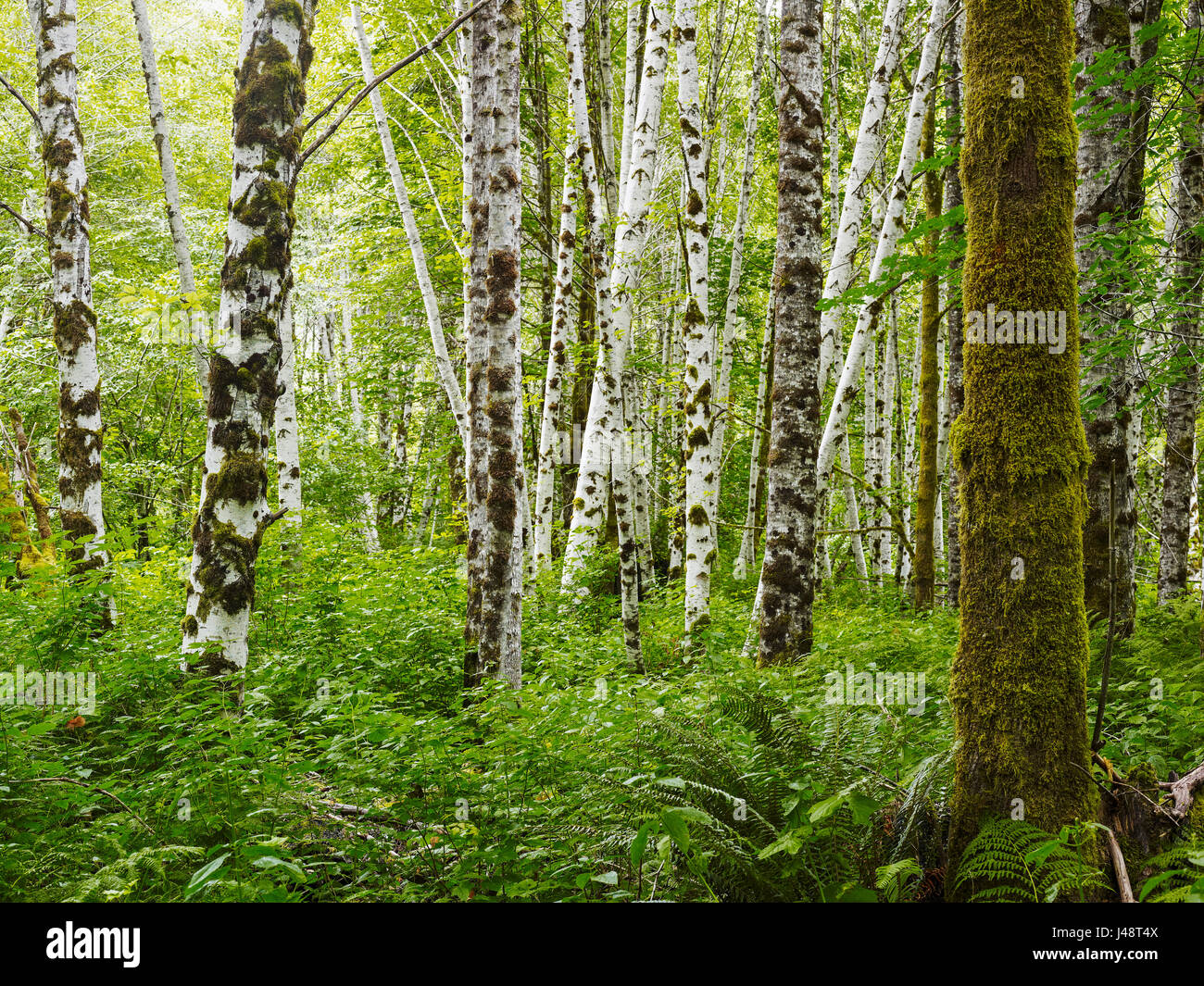 A forest with dense plant growth on the forest floor and moss covered ...