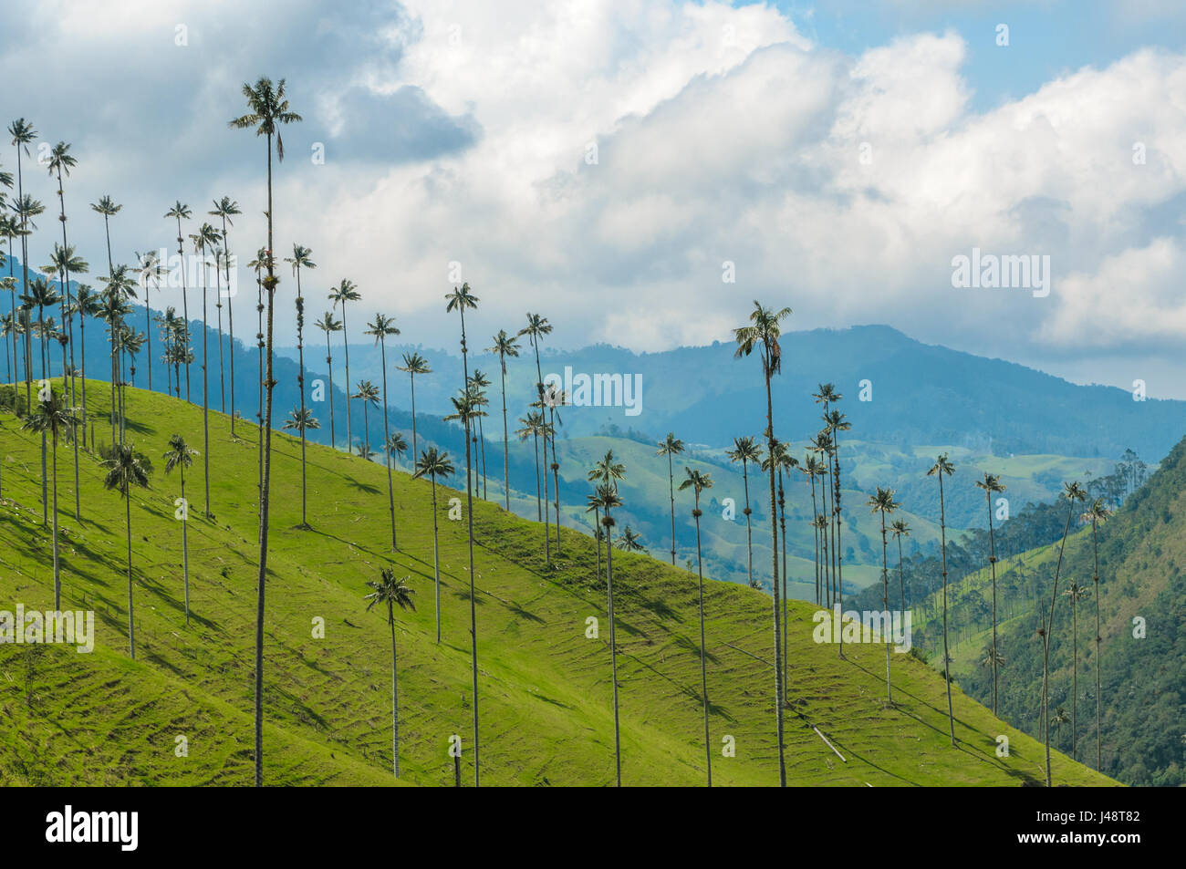 Wax palm trees of Cocora Valley, Colombia Stock Photo - Alamy