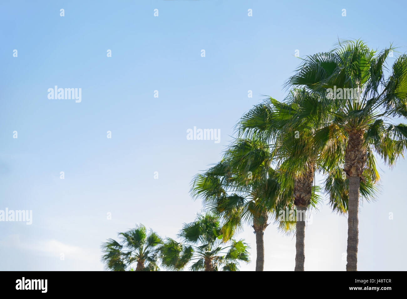 Natural Array of Tall Green Palm Treets Stock Photo - Alamy