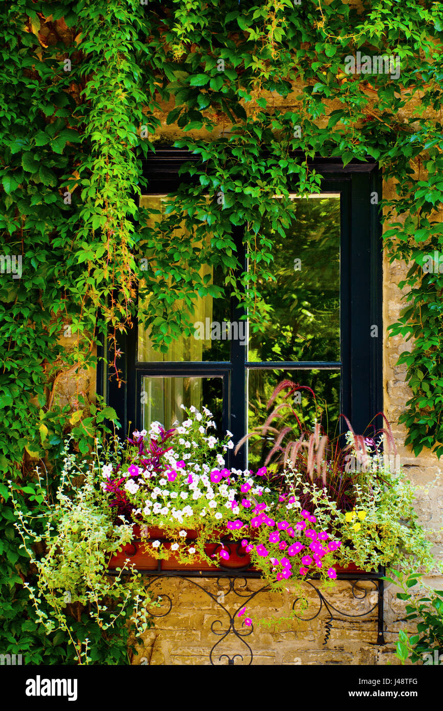 Red flowers growing on vines hi-res stock photography and images - Alamy