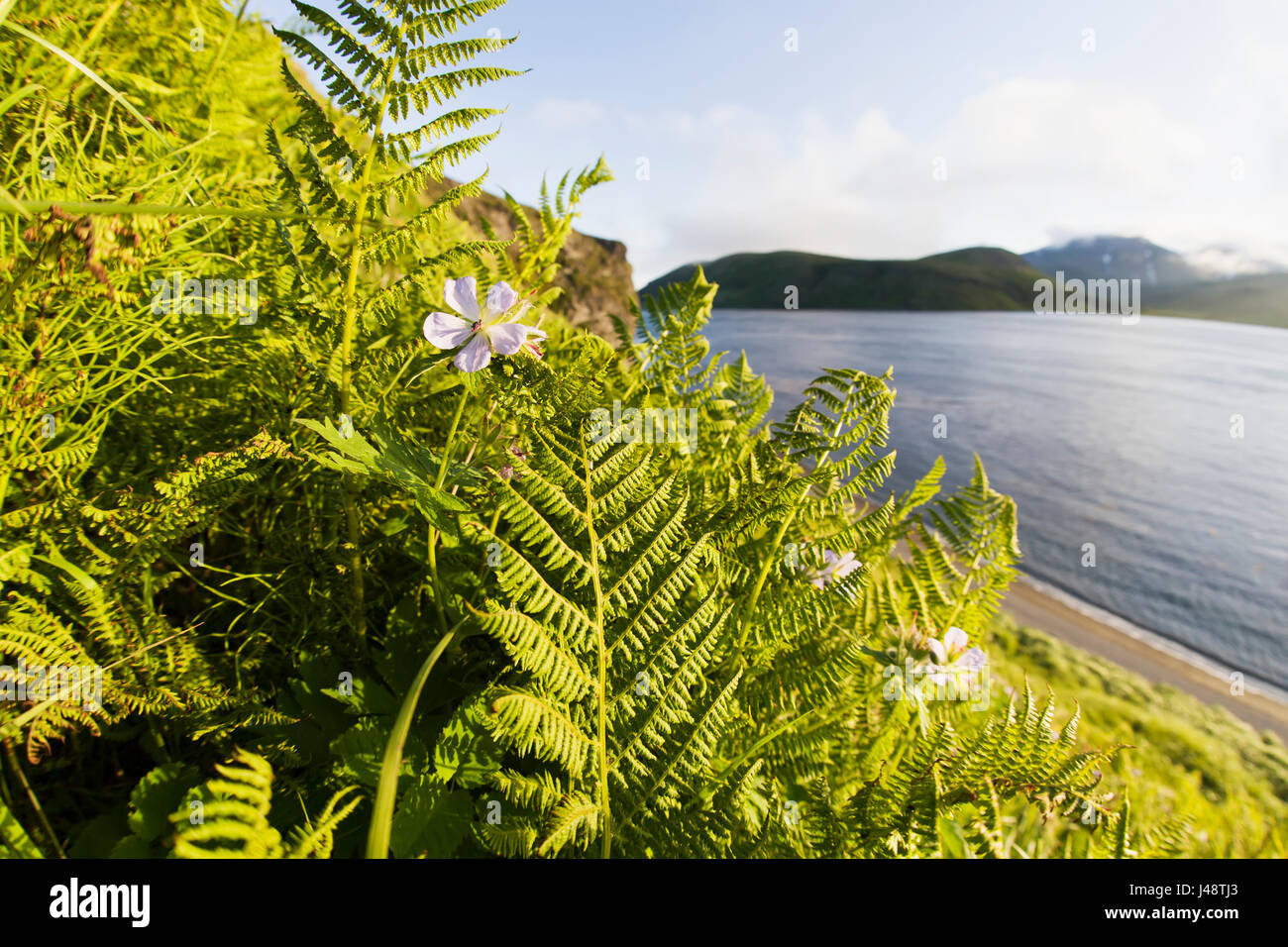 Wild Alaskan Geranium Flowers And Views Of The East End Of Unimak ...