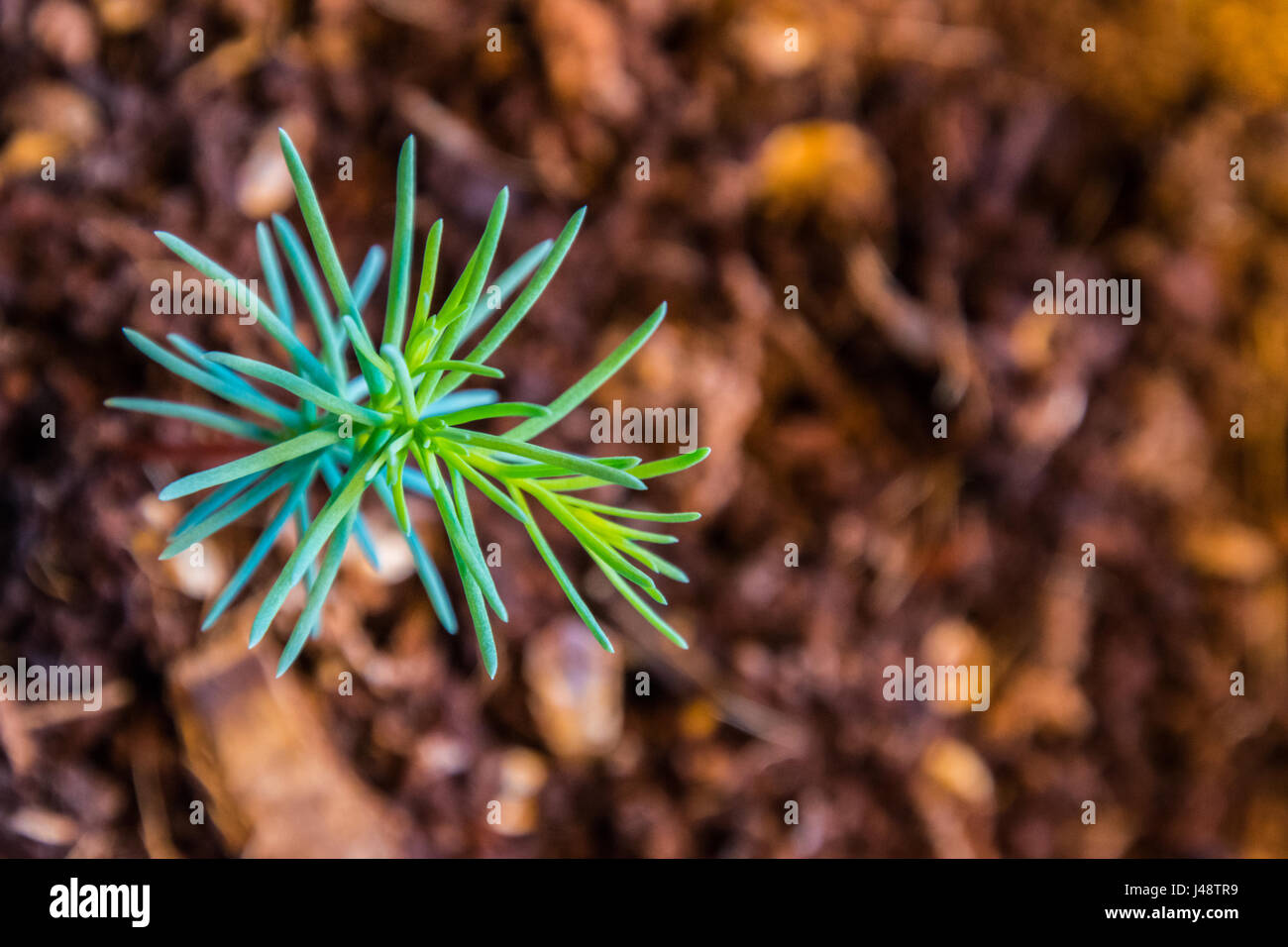 Giant sequoia flower hi-res stock photography and images - Alamy