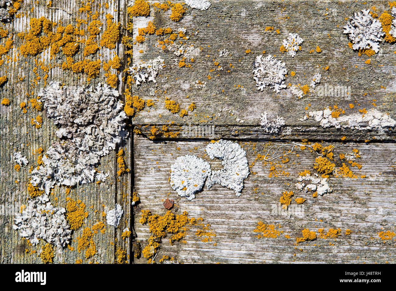 Close up crustose lichen hi-res stock photography and images - Alamy