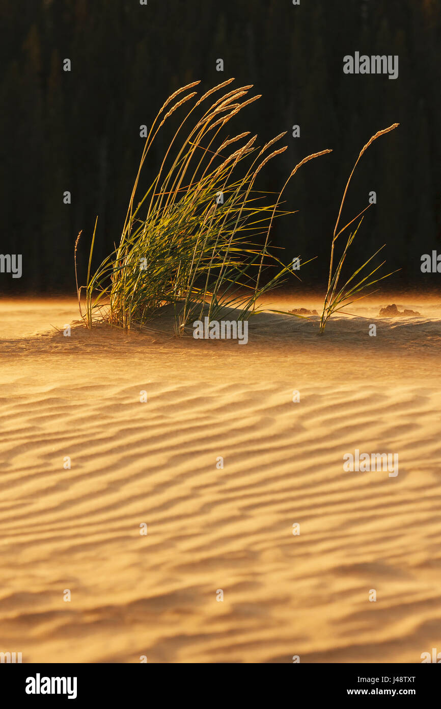 Grasses On Windblown Sand Dunes With Shadows Under The Midnight Arctic ...