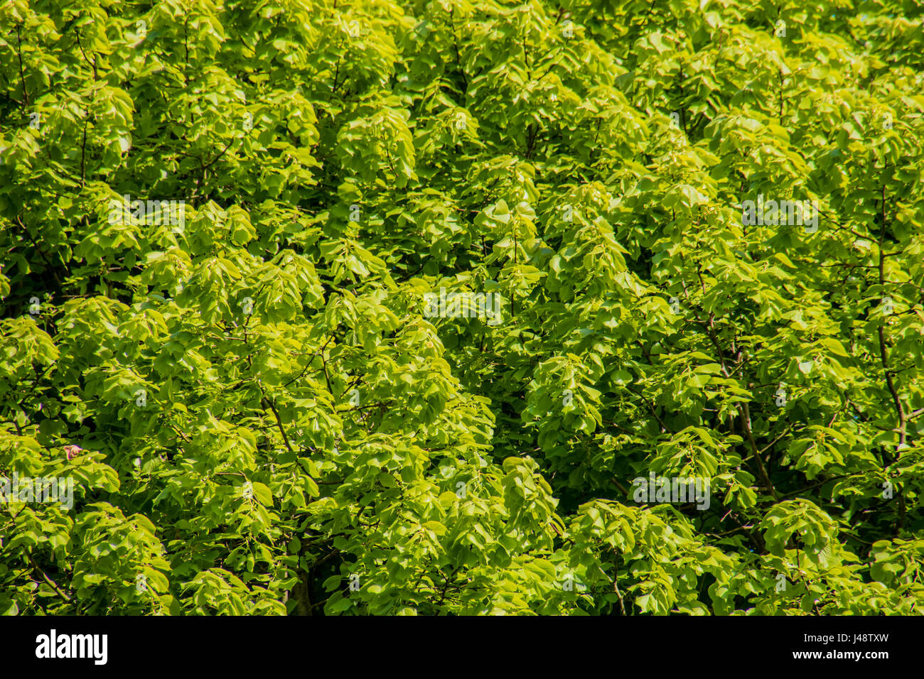 Chinese tallow tree hi-res stock photography and images - Alamy