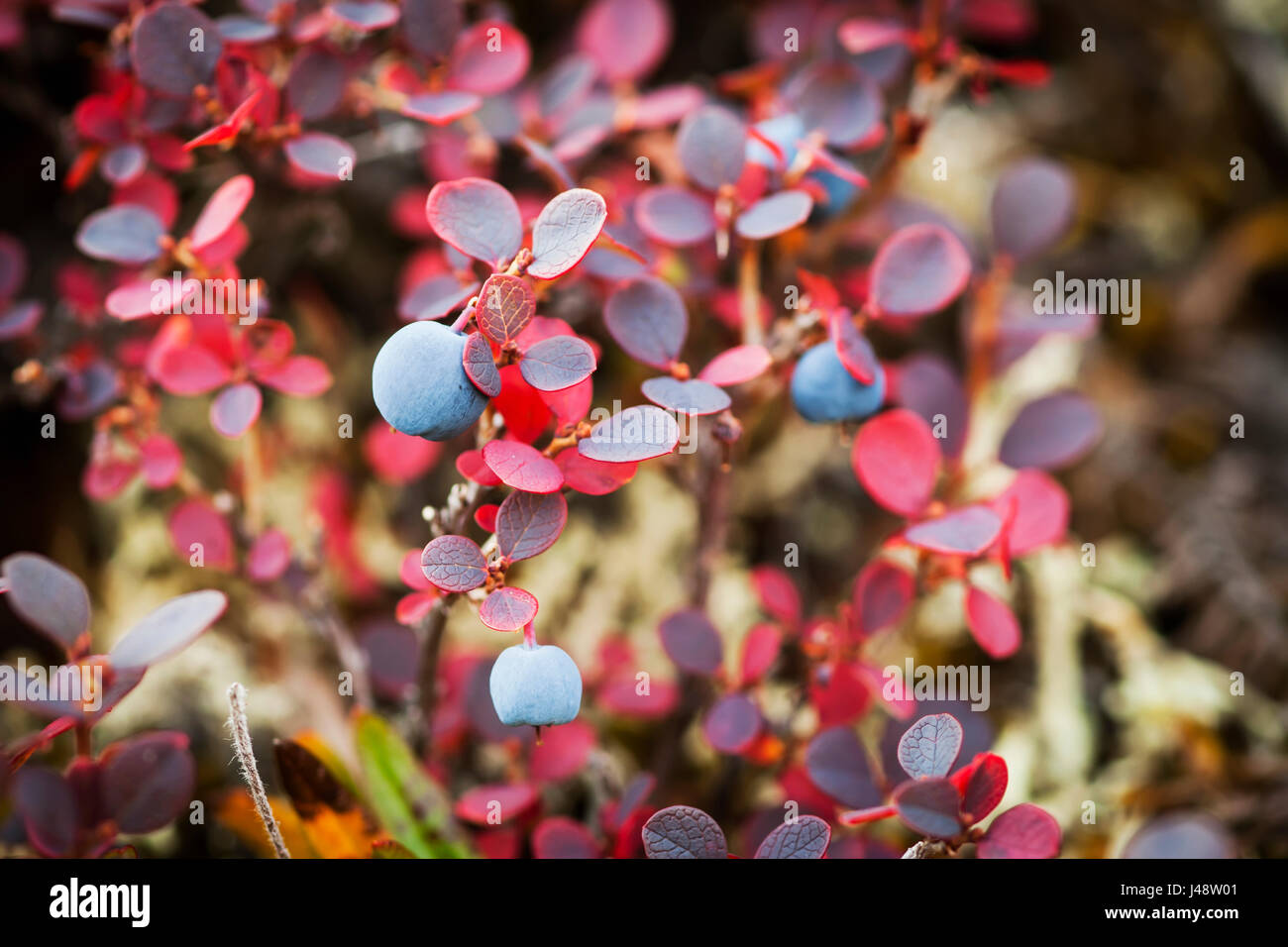 Lowbush hi-res stock photography and images - Alamy