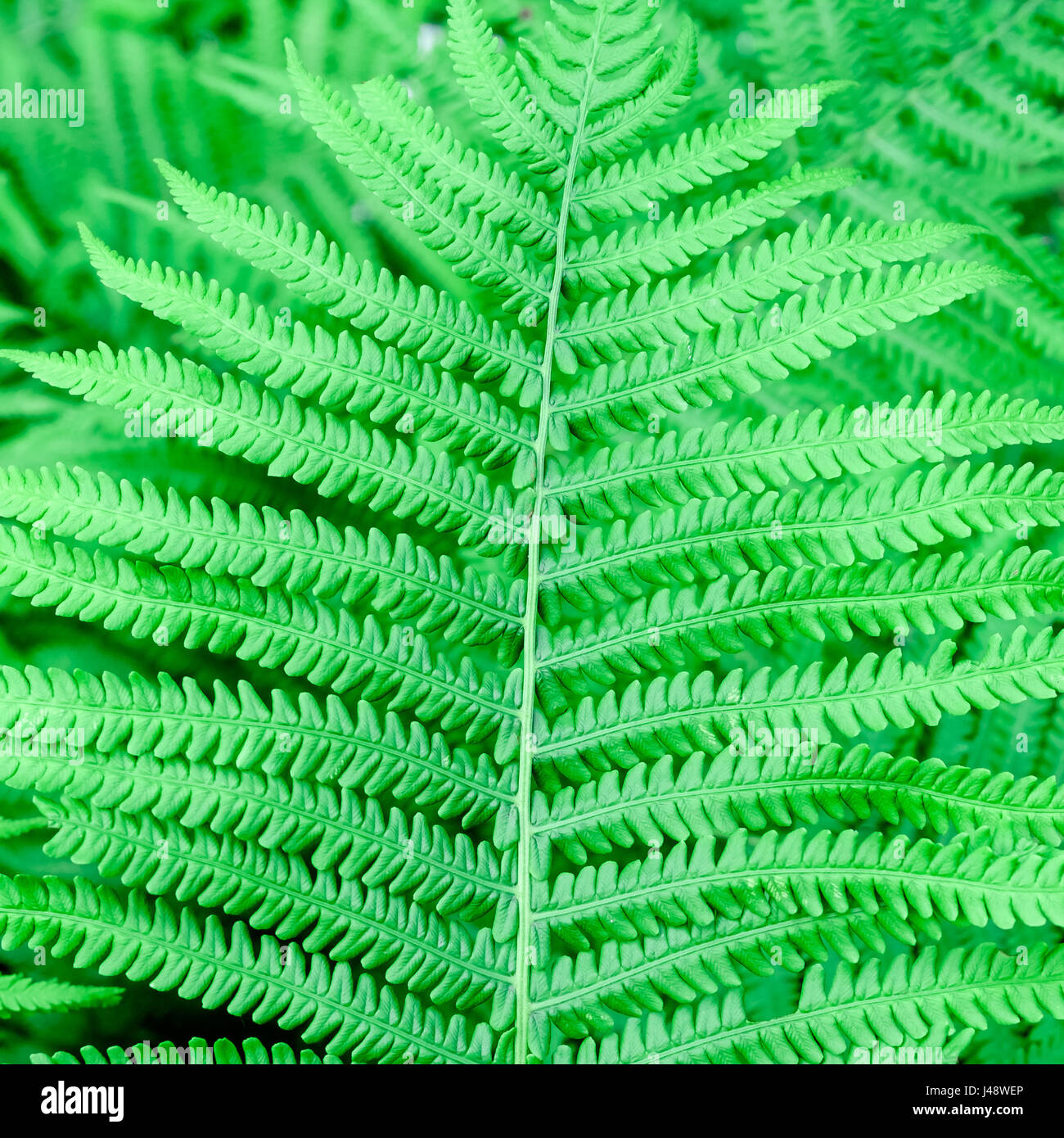 Fern Closeup Photo. Plant at sunny day in summer Stock Photo - Alamy
