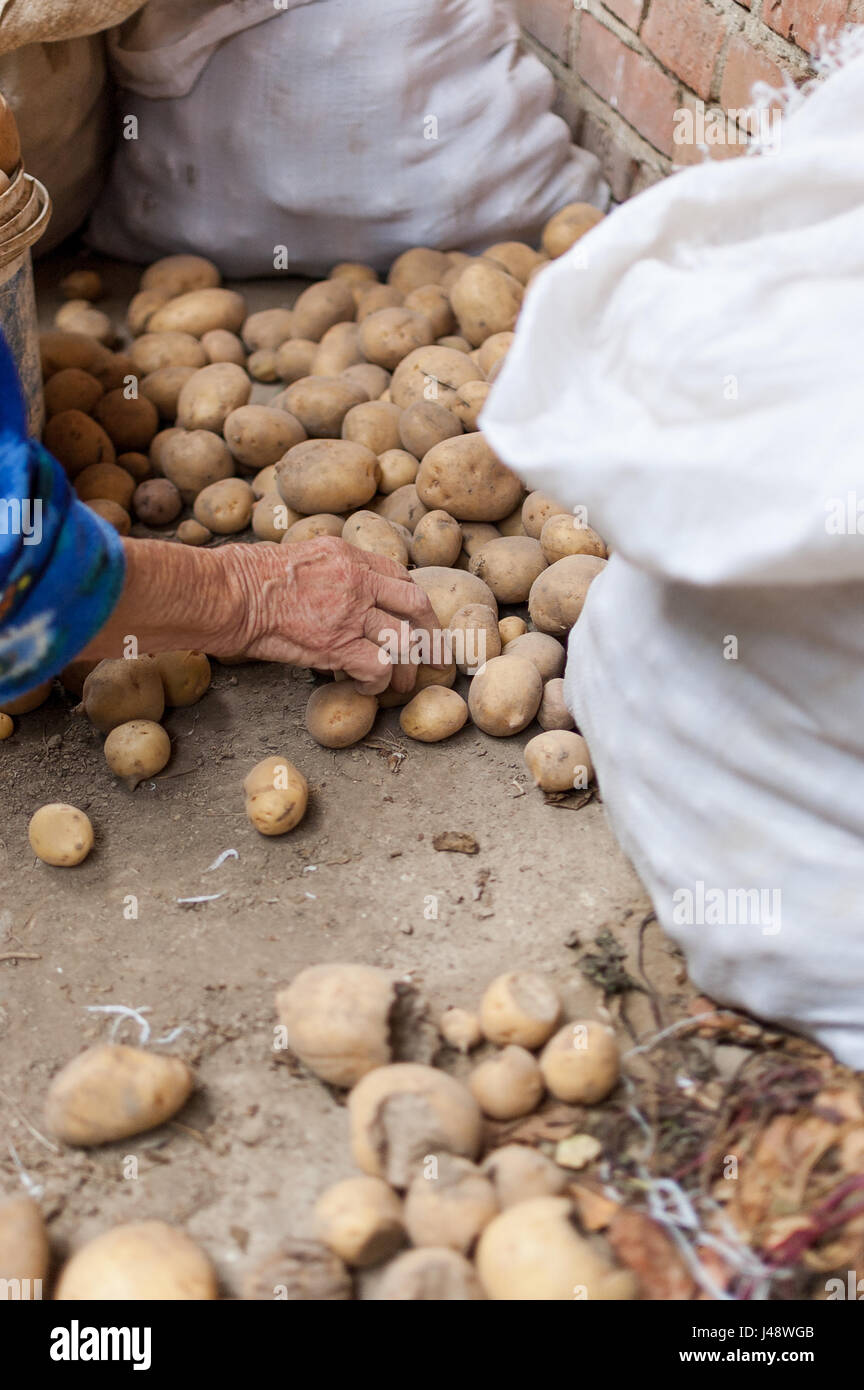 Sorting potatoes hi-res stock photography and images - Alamy
