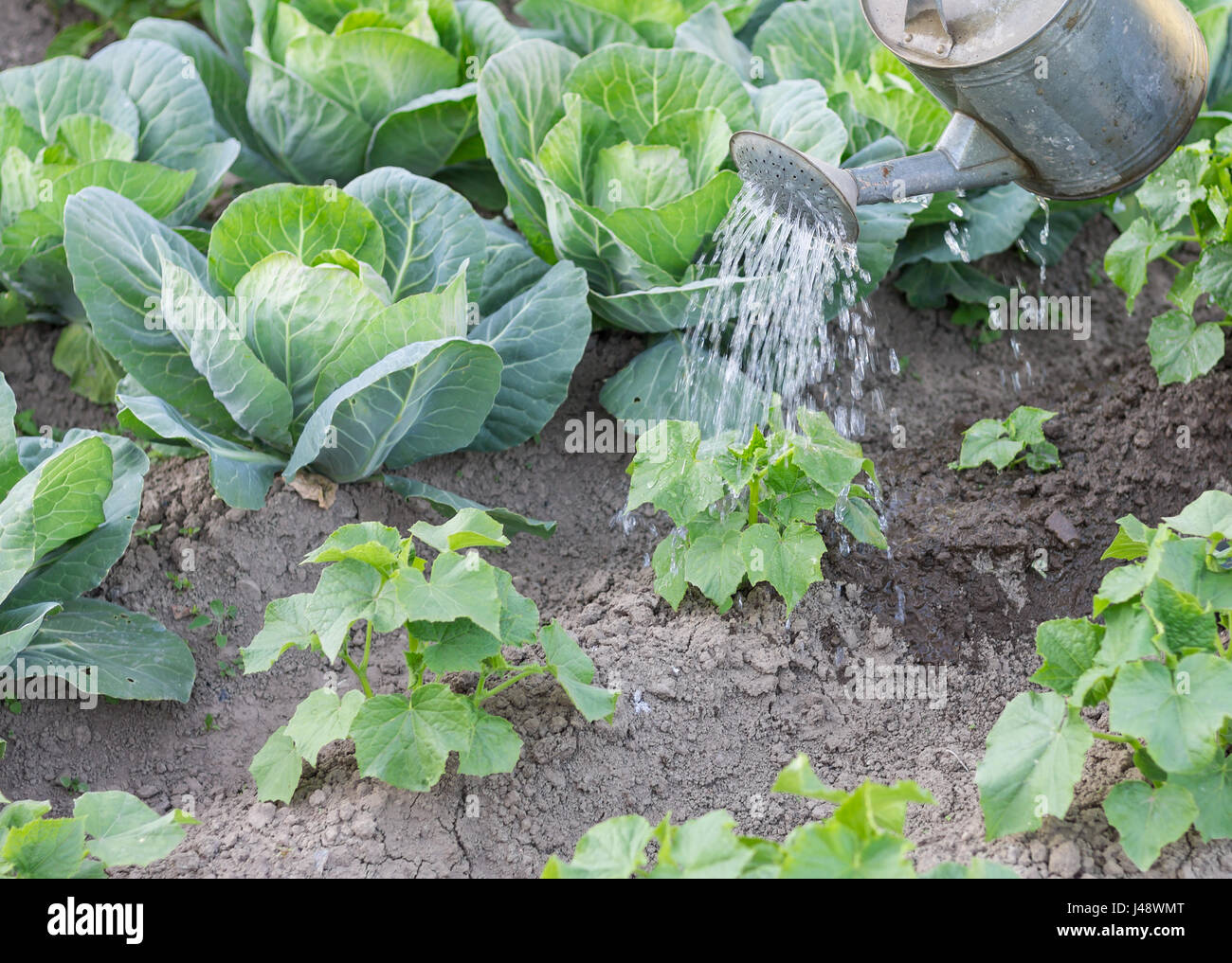 Watering cucumber and cabbage plants with a watering can. Woman taking ...