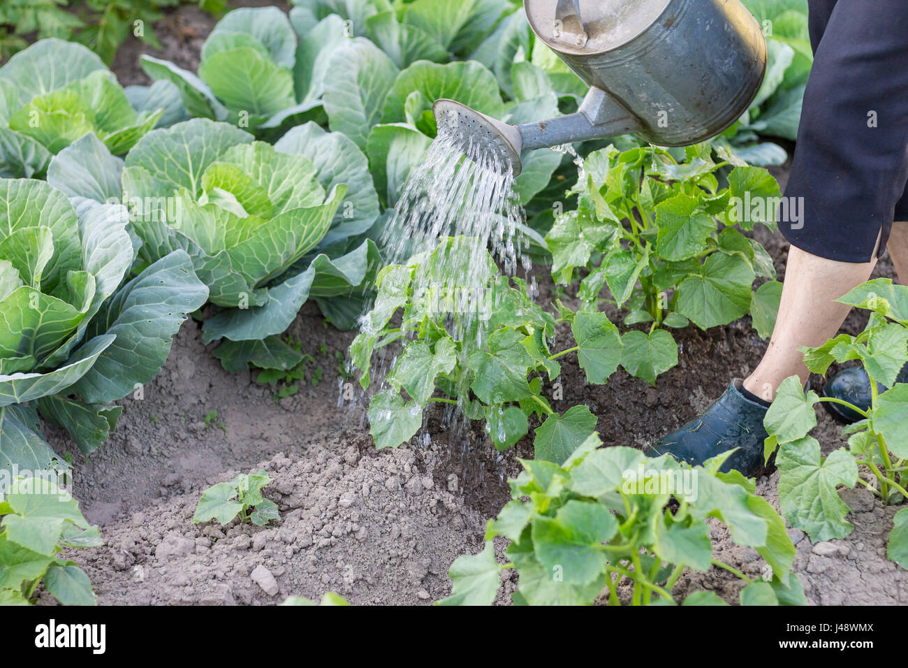 Watering cucumber and cabbage plants with a watering can. Woman taking ...