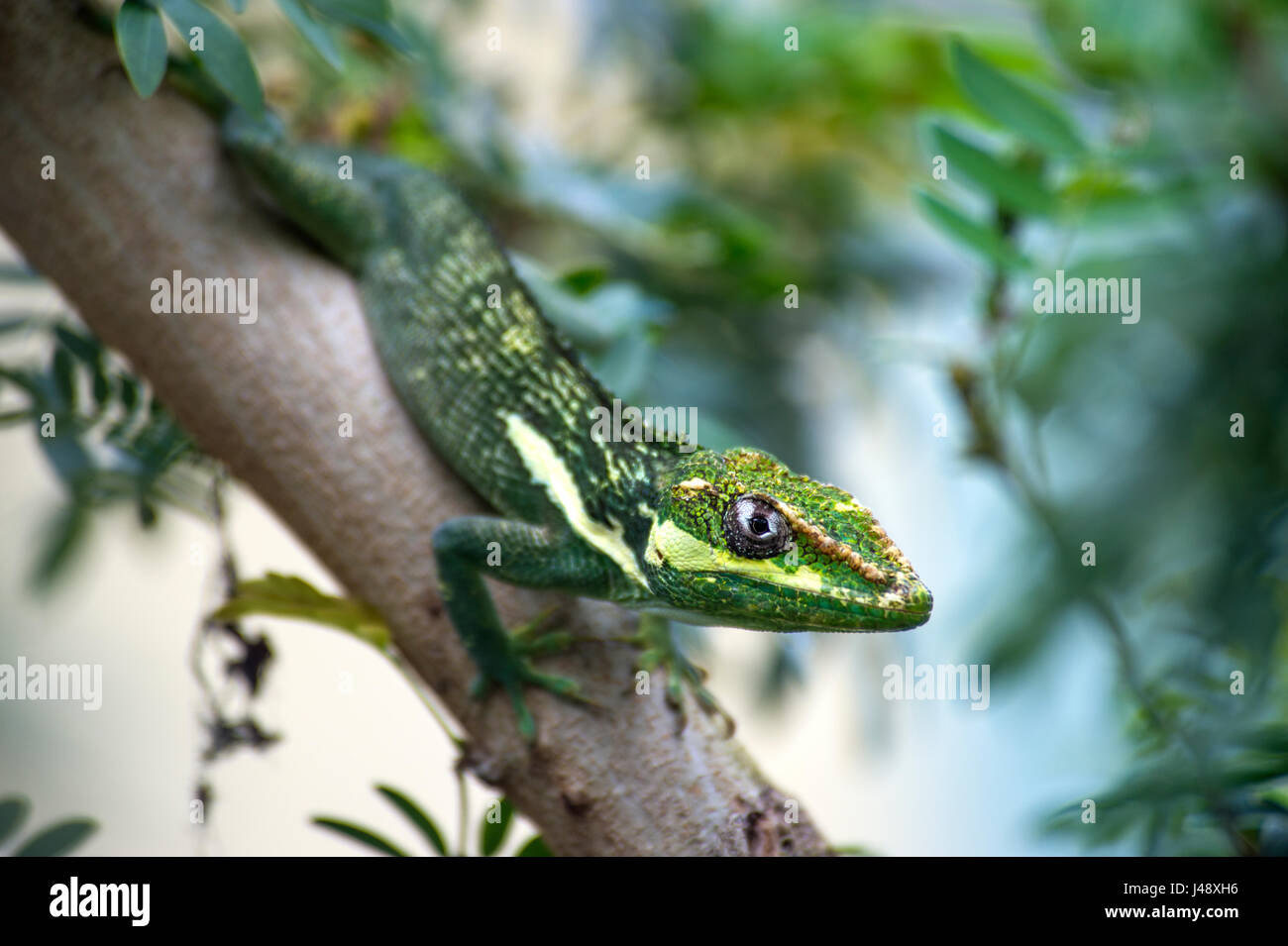 Knight anole hi-res stock photography and images - Alamy