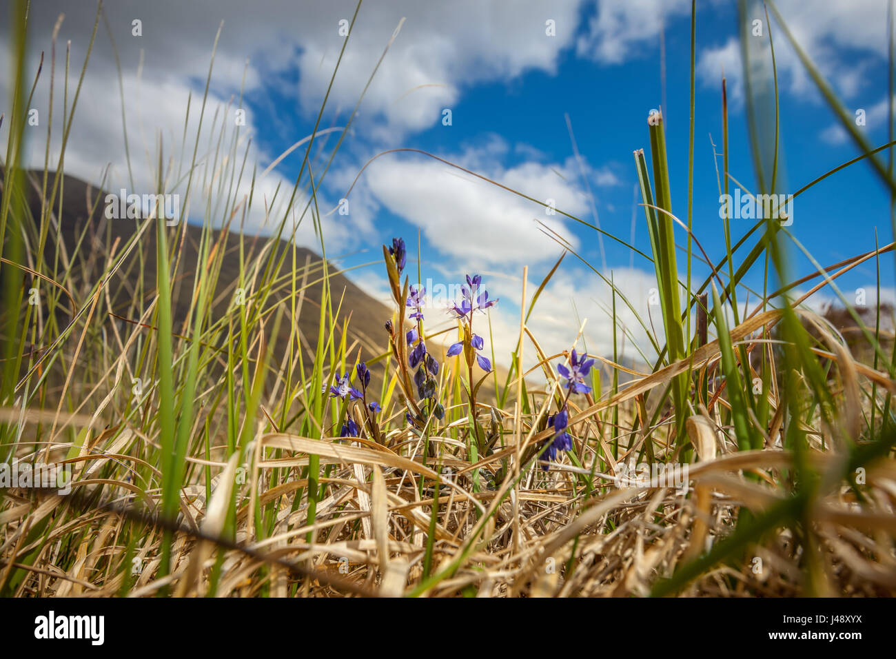 Spring flowers in mountains of Connemara region located in co. Galway ...
