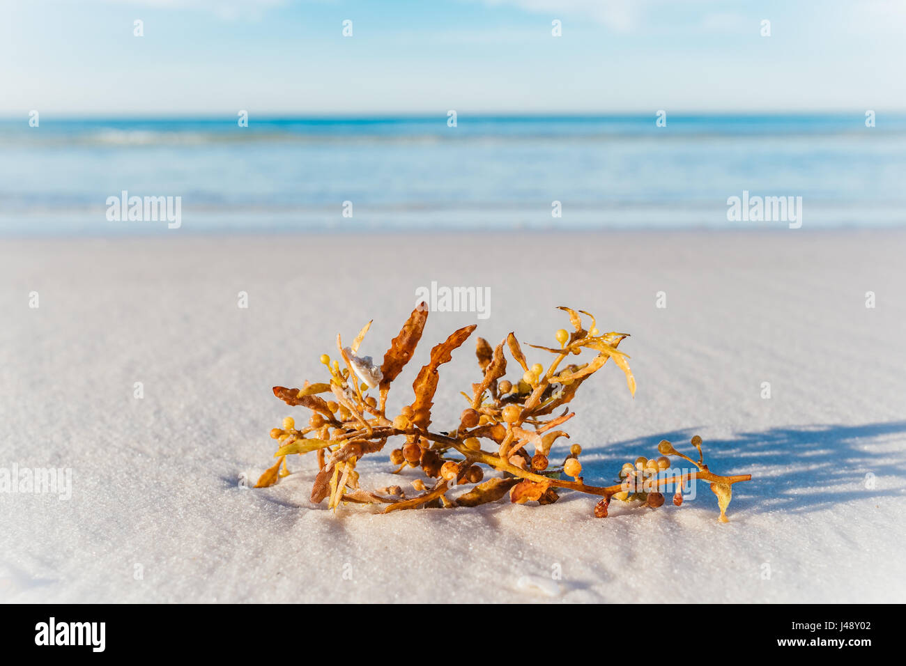 Tranquil empty white sand beach with seaweed in the foreground near ...