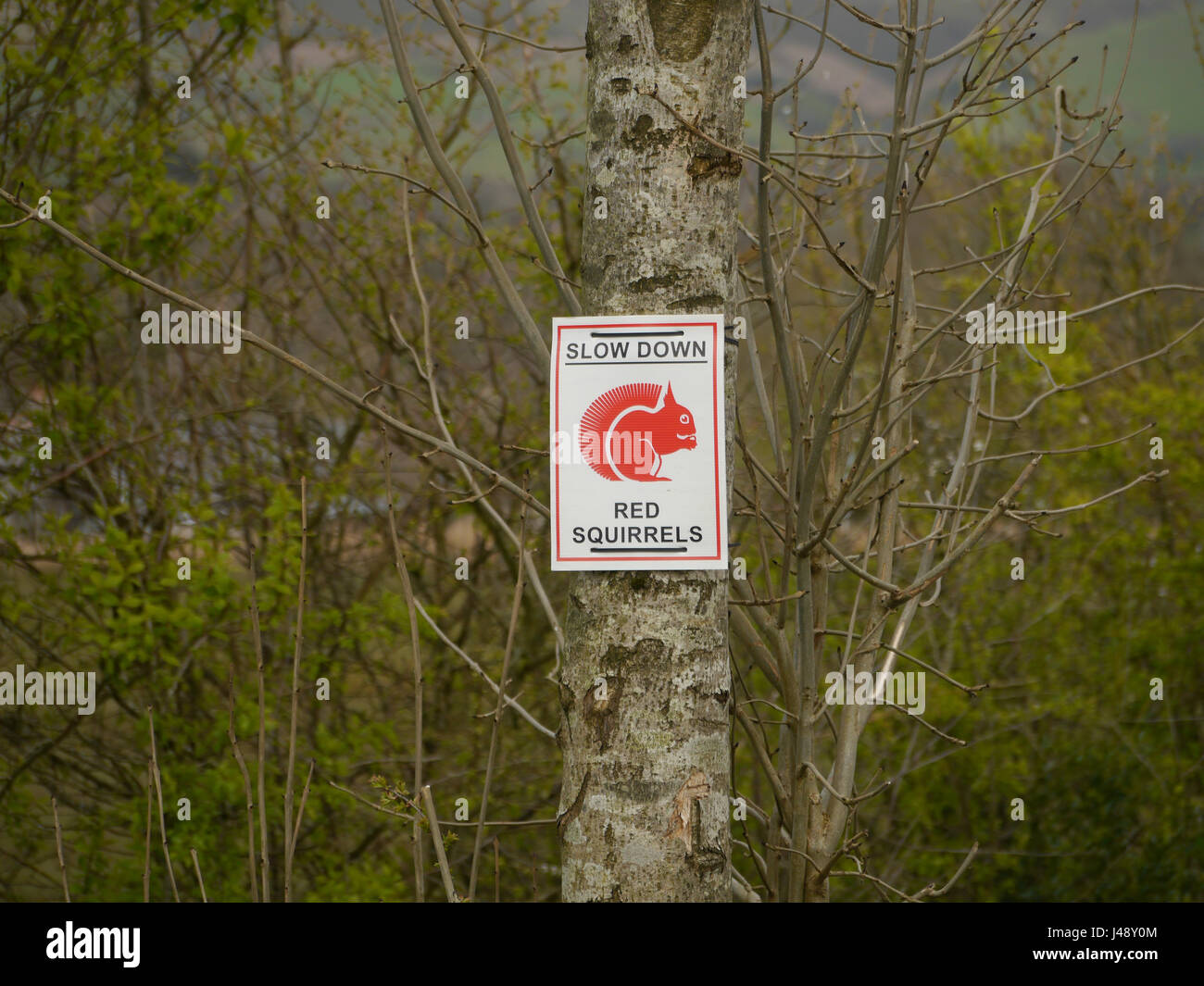 Road sign warning red squirrels hi-res stock photography and images - Alamy