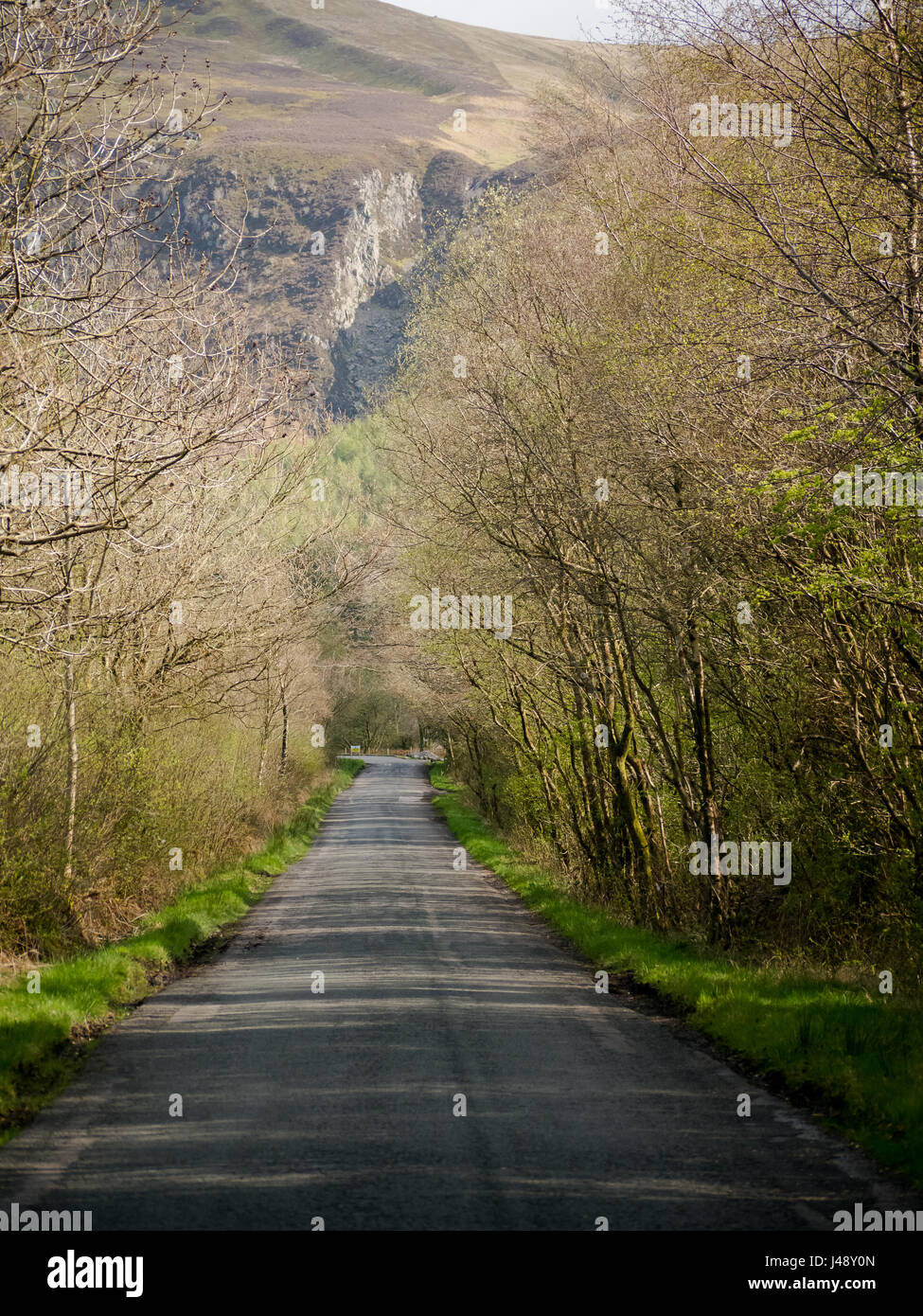 A tree lined lane in the countryside, Cumbria, England Stock Photo - Alamy