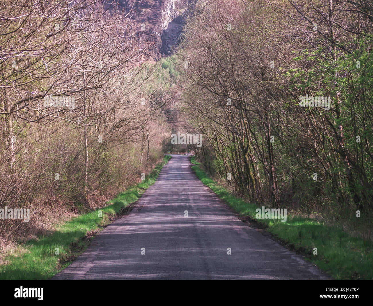 A tree lined lane in the countryside, Cumbria, England Stock Photo - Alamy