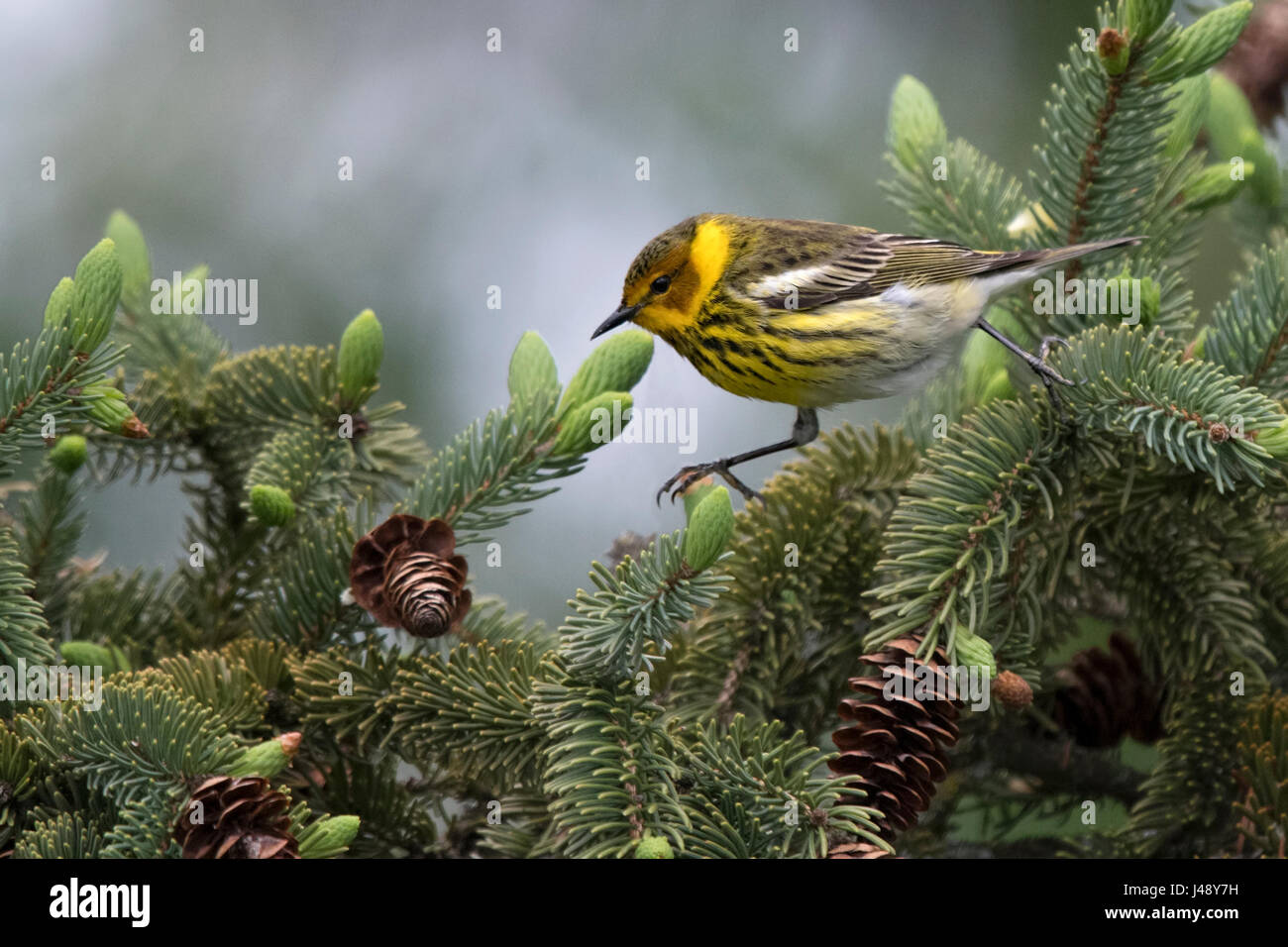 Breeding tree nature hi-res stock photography and images - Alamy