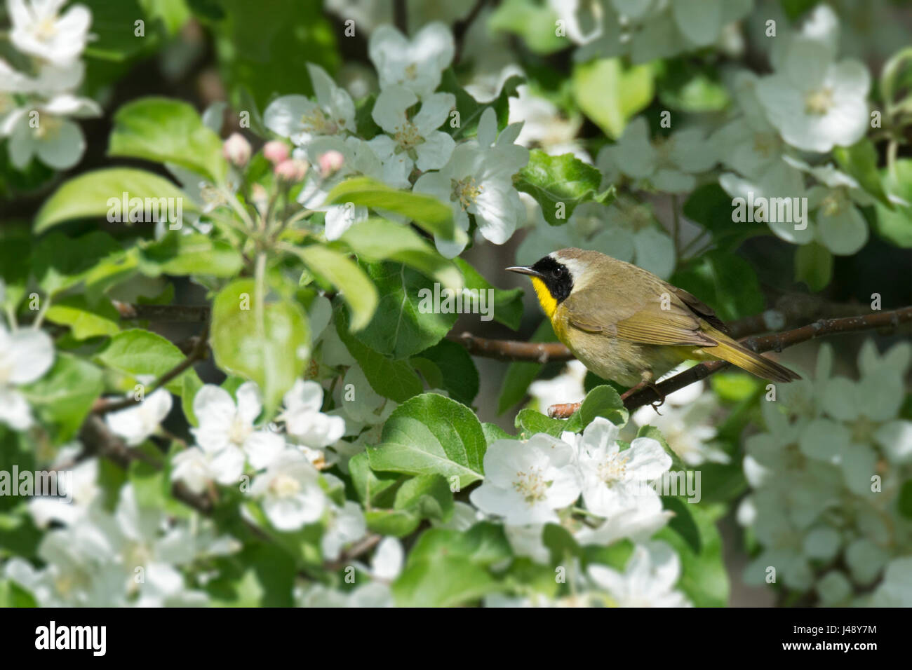 Breeding flowers hi-res stock photography and images - Alamy