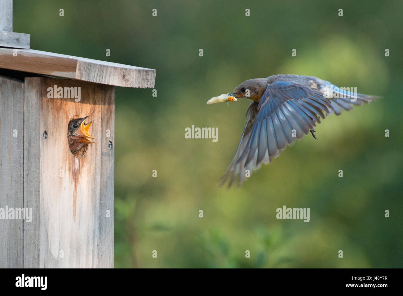 Eastern Bluebird female flies with moth to deliver to chicks in nestbox ...