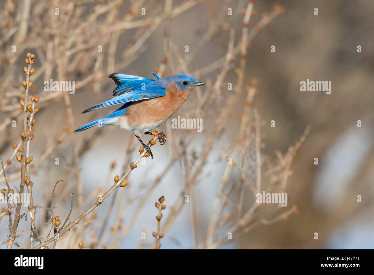 Eastern bluebird flight hi-res stock photography and images - Alamy