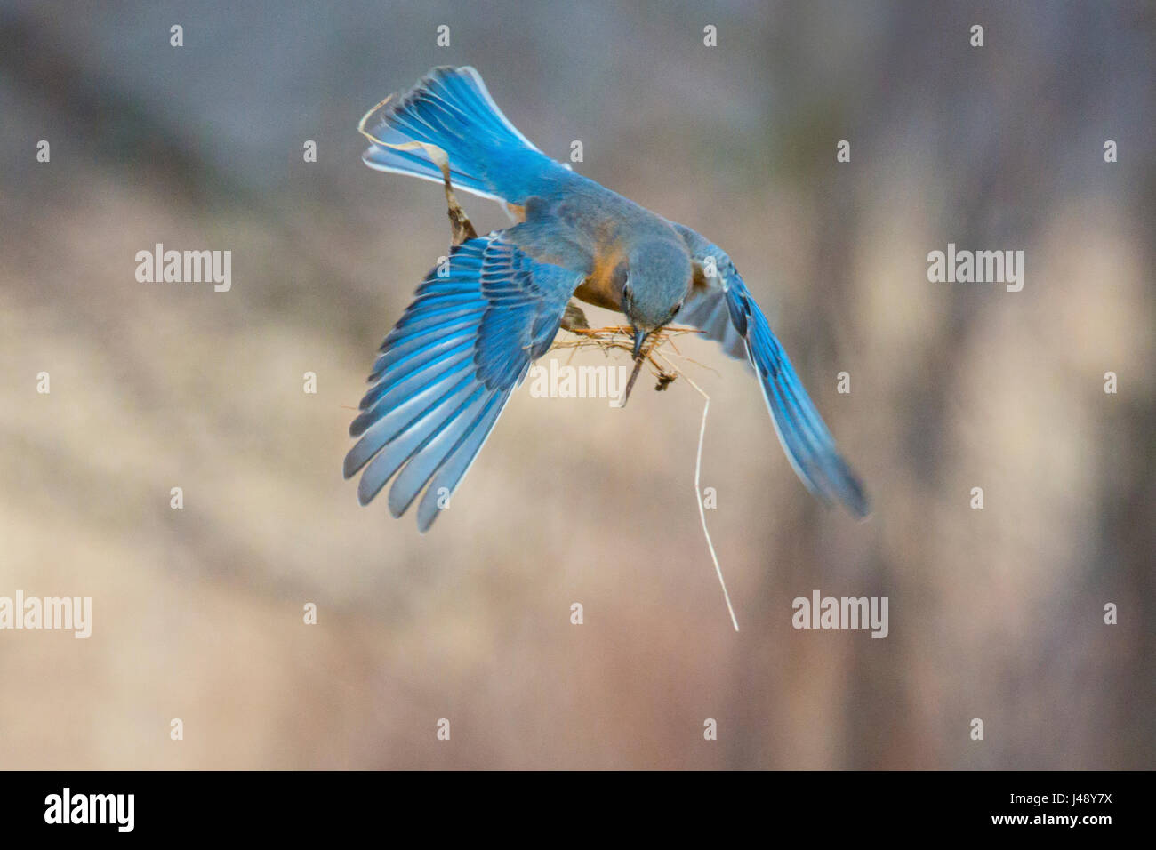 Eastern Bluebird female in flight with nesting material Stock Photo - Alamy