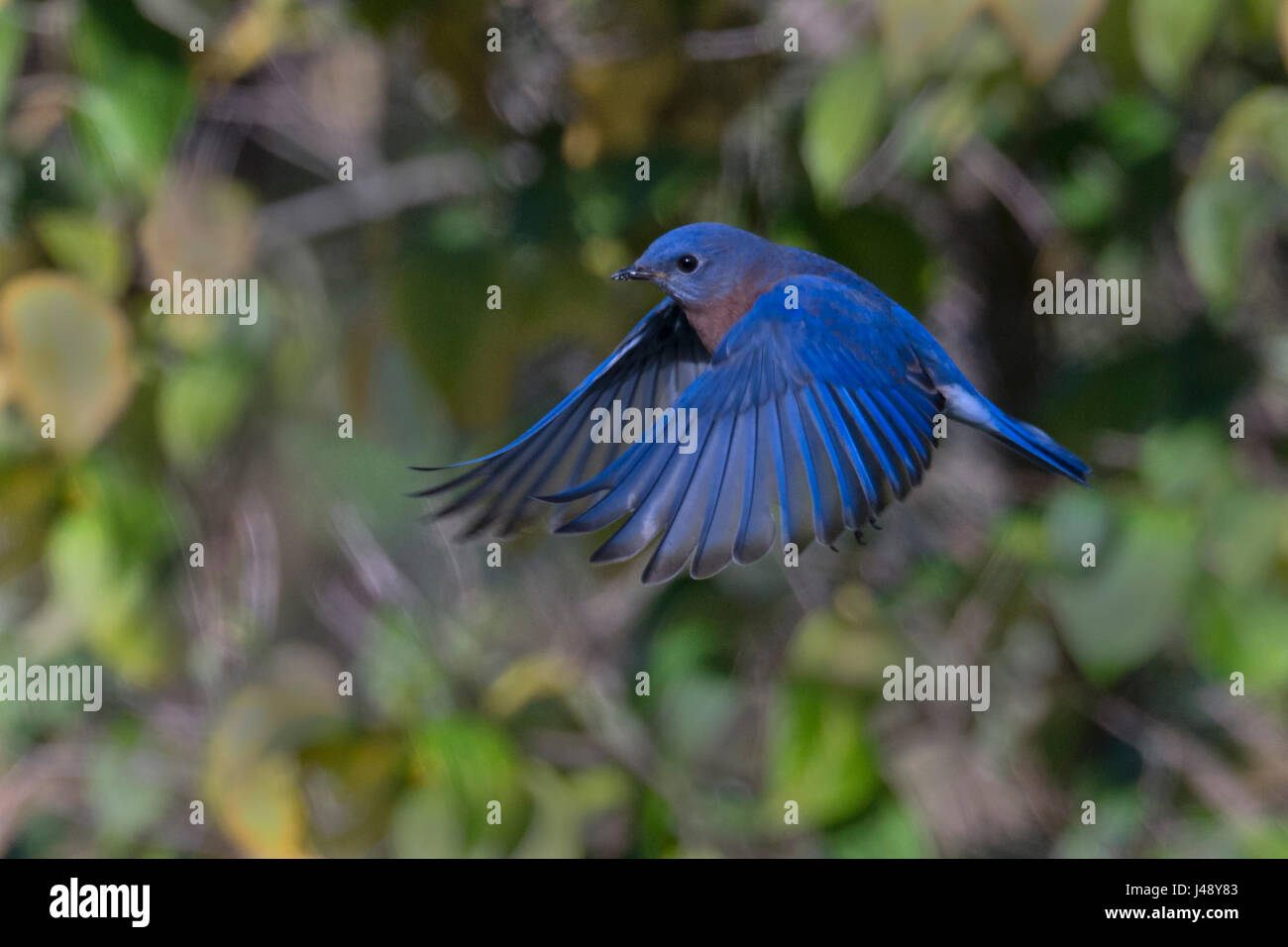 Eastern Bluebird male in flight through fall colors Stock Photo - Alamy