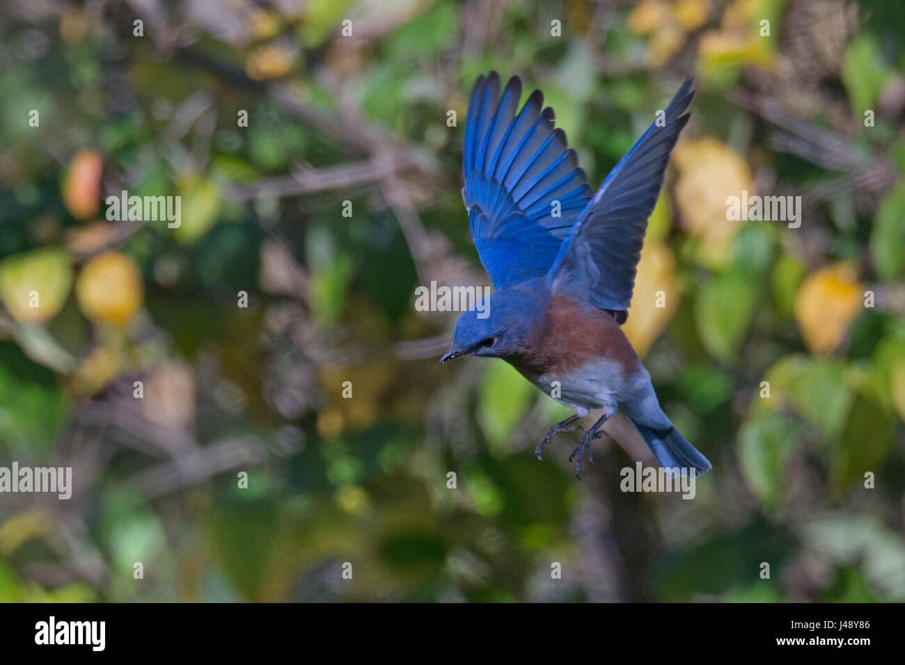 Eastern Bluebird male in flight by foliage displays wings Stock Photo ...