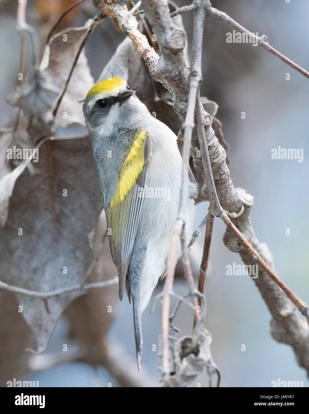 Female rare bird hi-res stock photography and images - Alamy