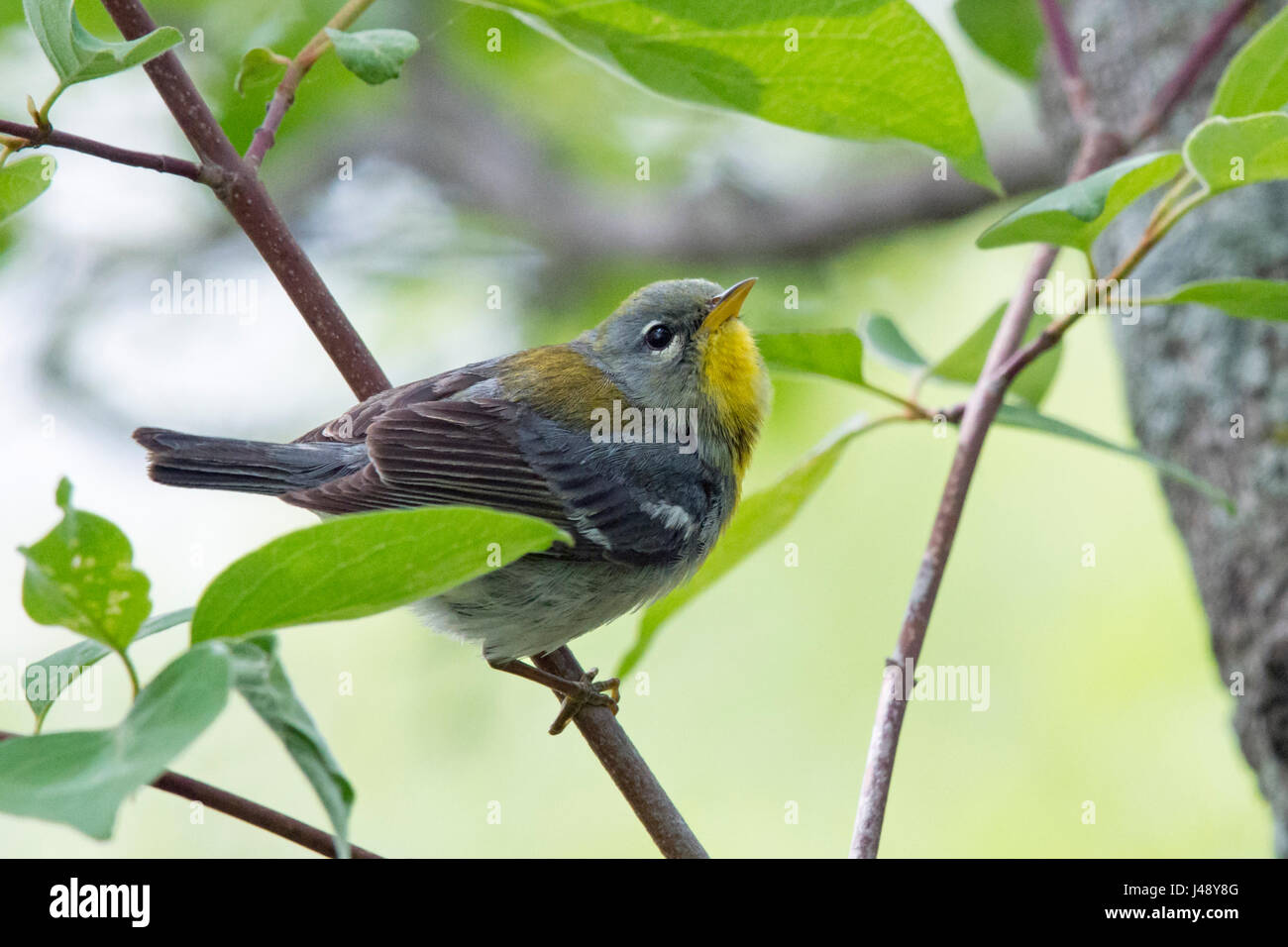 Northern Parula breeding male poses on leafy twig Stock Photo - Alamy
