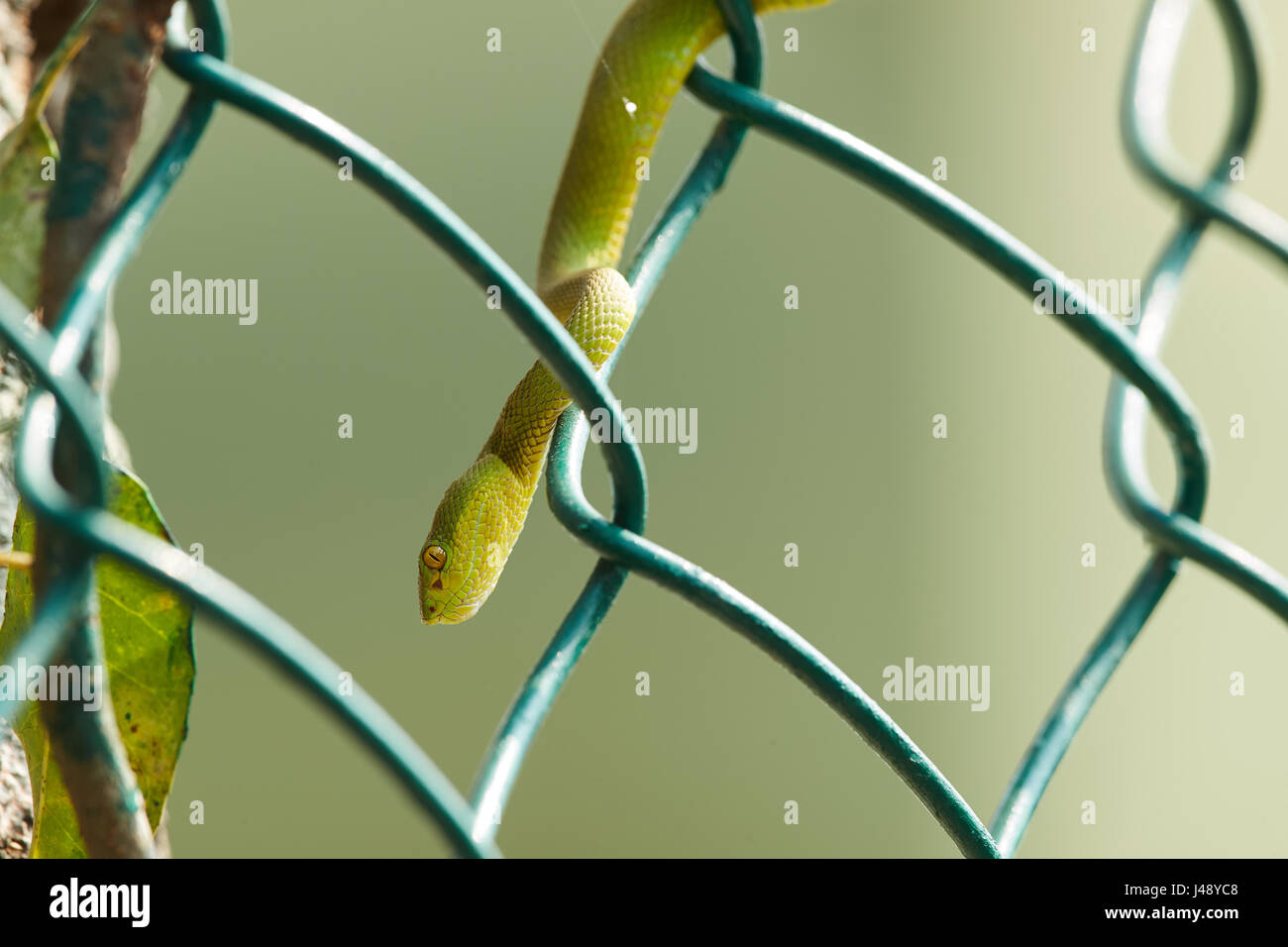 Red-Tailed Bamboo Pitviper (Trimeresurus erythrurus) is a venomous pit ...