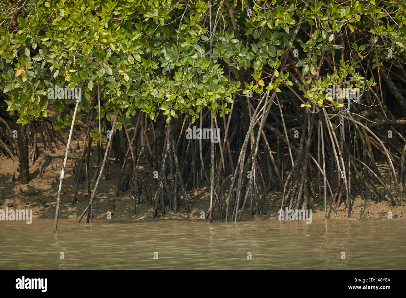 Sundarbans delta is the largest mangrove forest, intersected by a ...