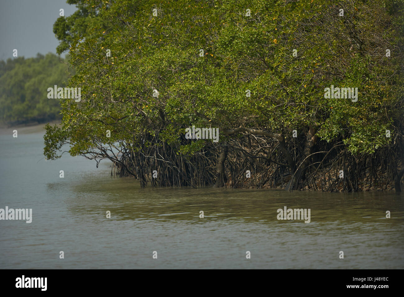 Sundarbans delta is the largest mangrove forest, intersected by a ...