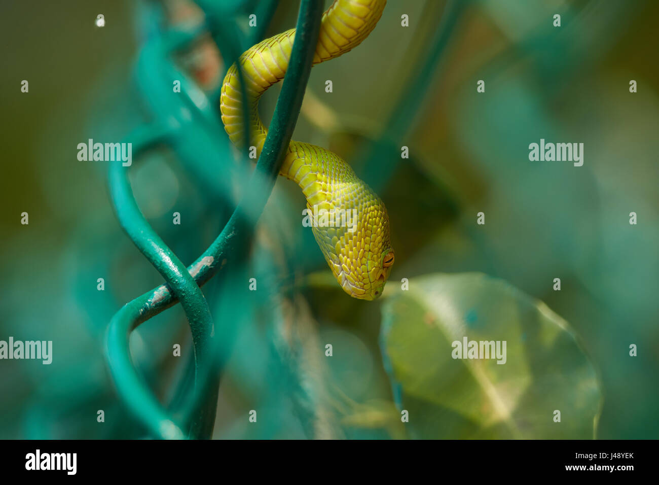 Red-Tailed Bamboo Pitviper (Trimeresurus erythrurus) is a venomous pit ...