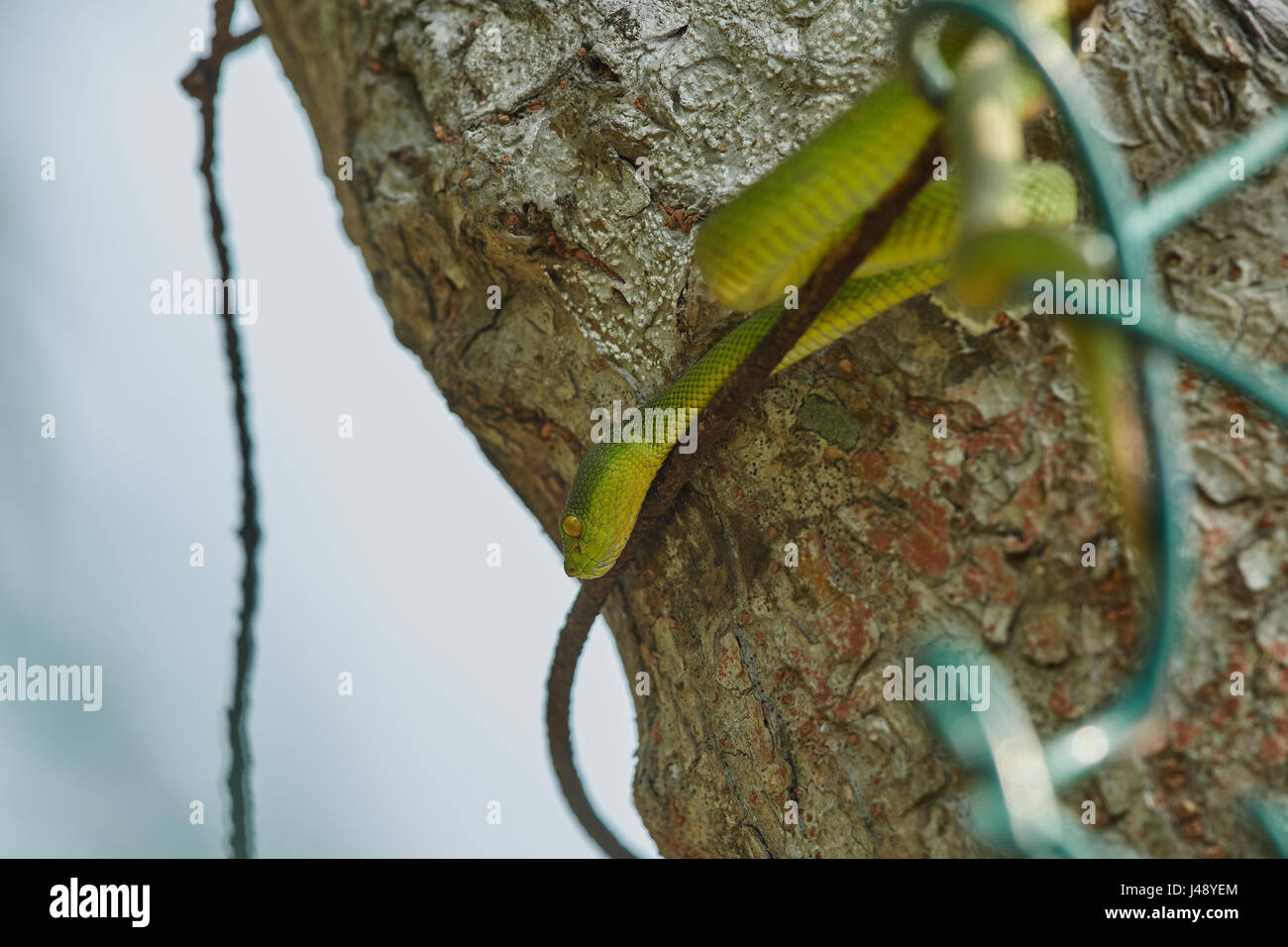 Red-Tailed Bamboo Pitviper (Trimeresurus erythrurus) is a venomous pit ...