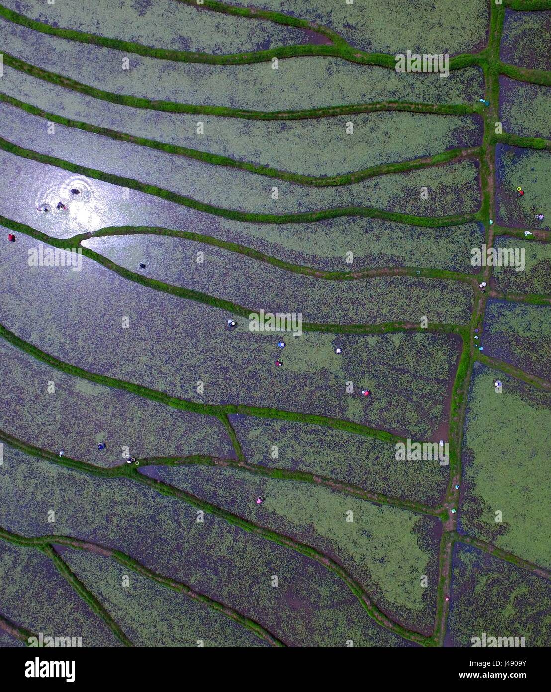 Lichuan, China's Hubei Province. 10th May, 2017. Villagers collect ...