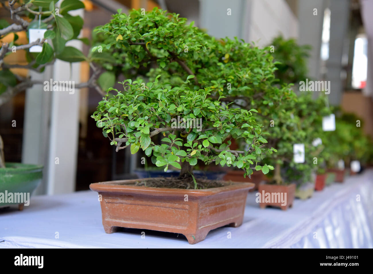 Dhaka, Bangladesh. 10th May 2017. Bonsai tree on display during the ...