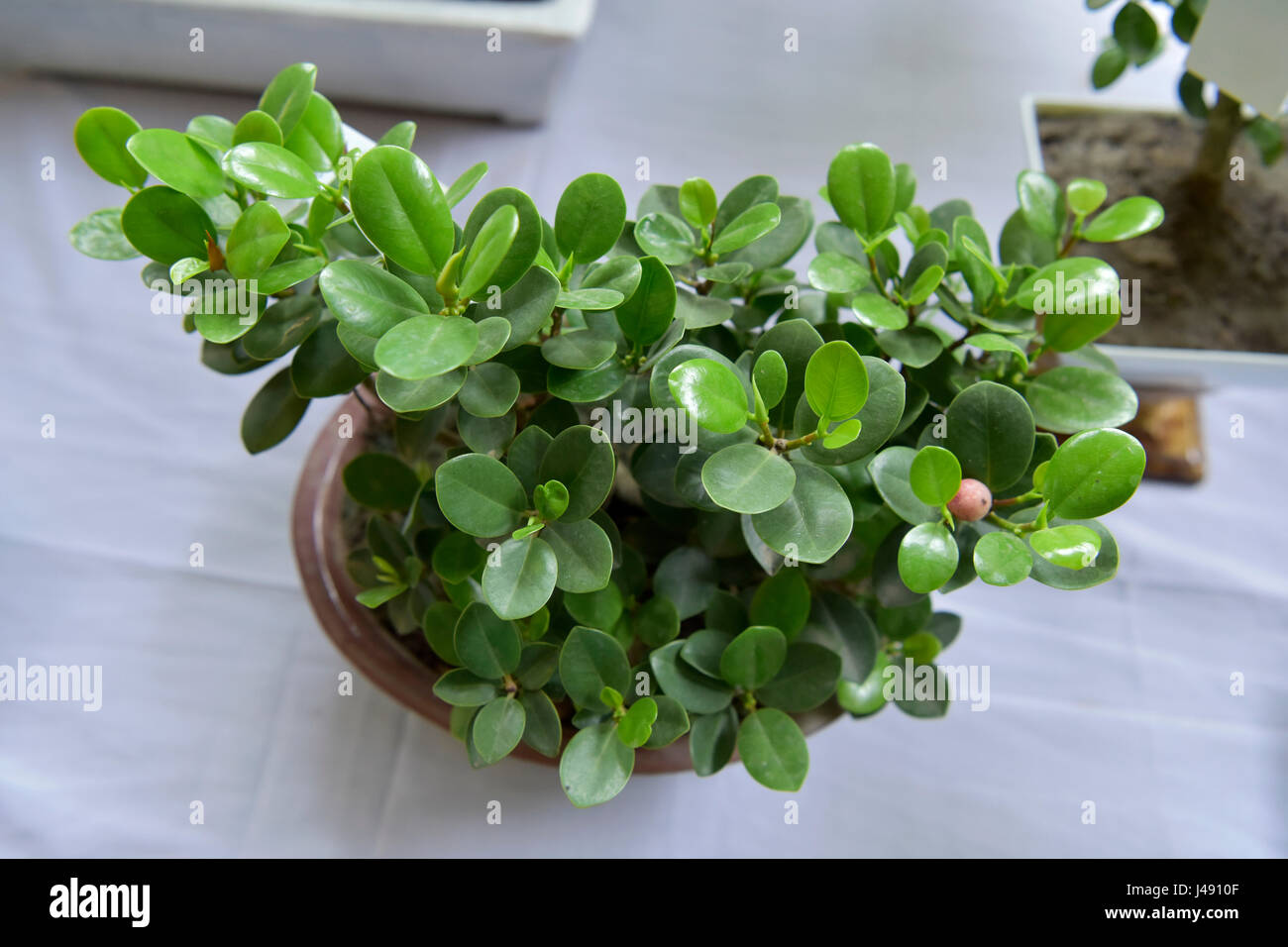 Dhaka, Bangladesh. 10th May 2017. Bonsai tree on display during the ...