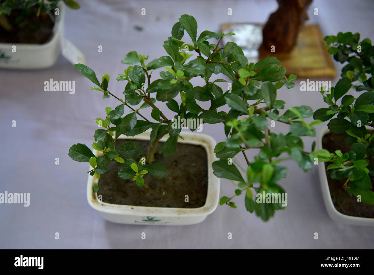 Dhaka, Bangladesh. 10th May 2017. Bonsai tree on display during the ...