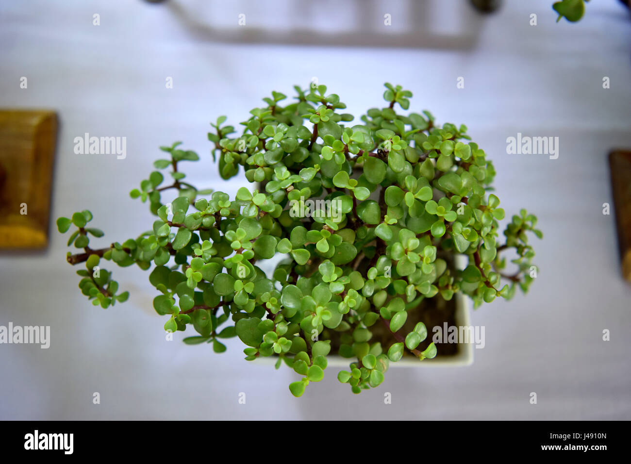 Dhaka, Bangladesh. 10th May 2017. Bonsai tree on display during the ...