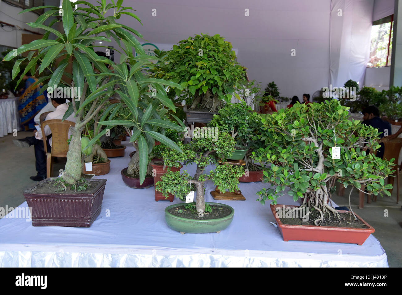 Dhaka, Bangladesh. 10th May 2017. Bonsai tree on display during the ...