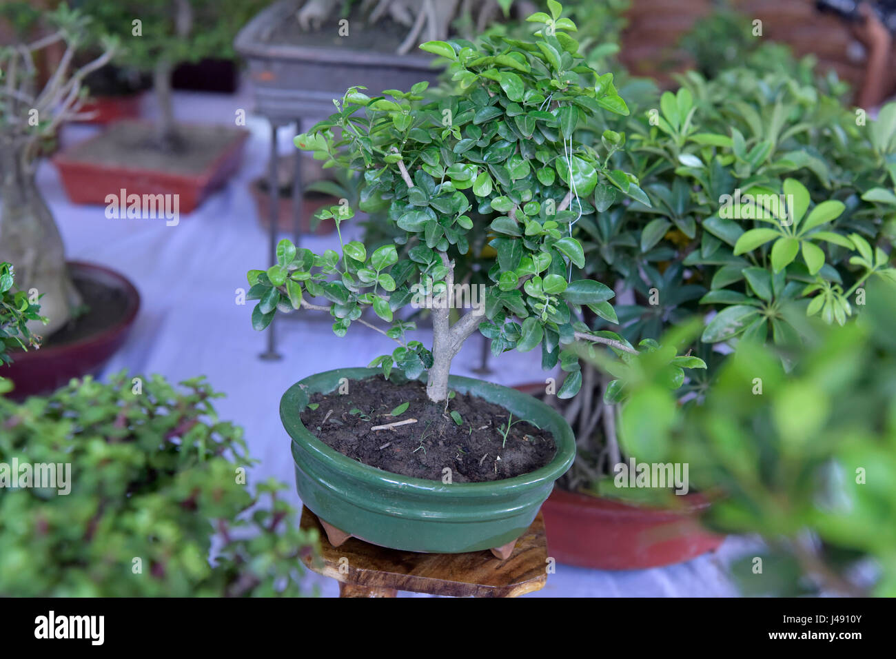 Bonsai dhaka hi-res stock photography and images - Alamy