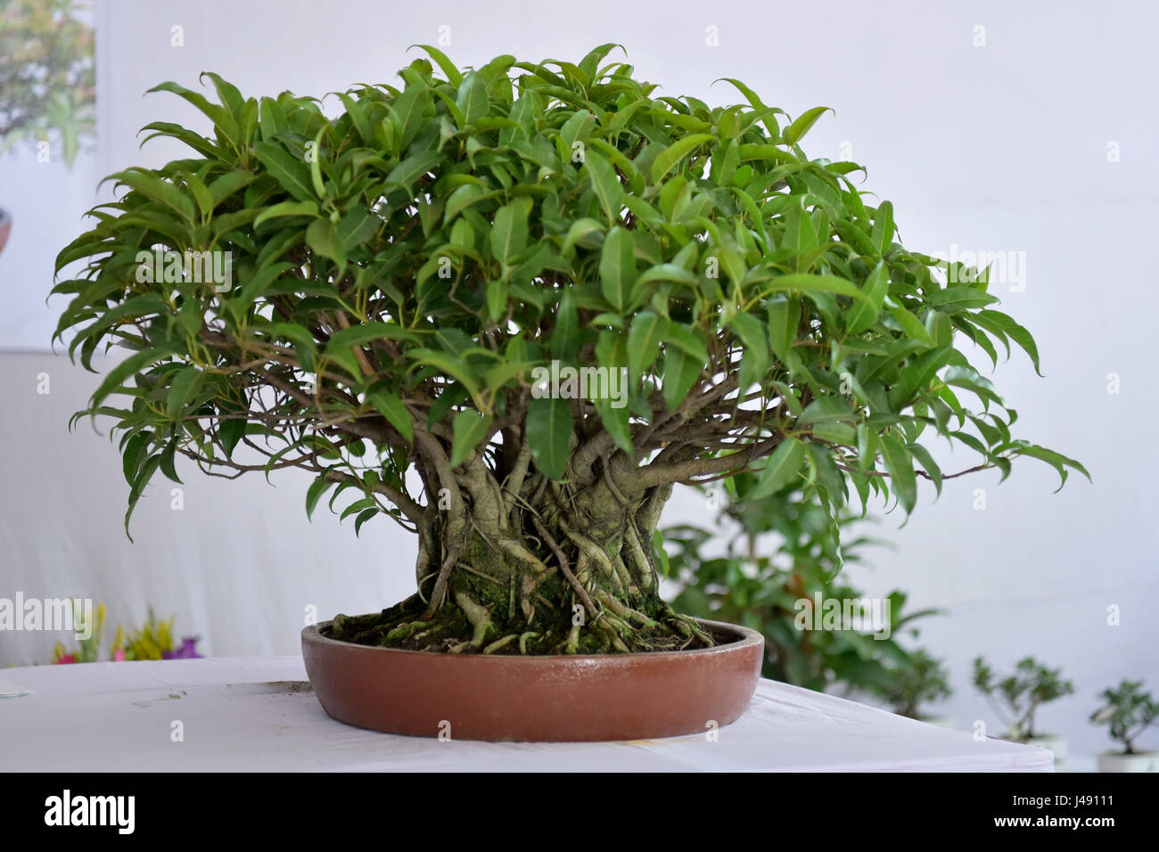 Dhaka, Bangladesh. 10th May 2017. Bonsai tree on display during the ...
