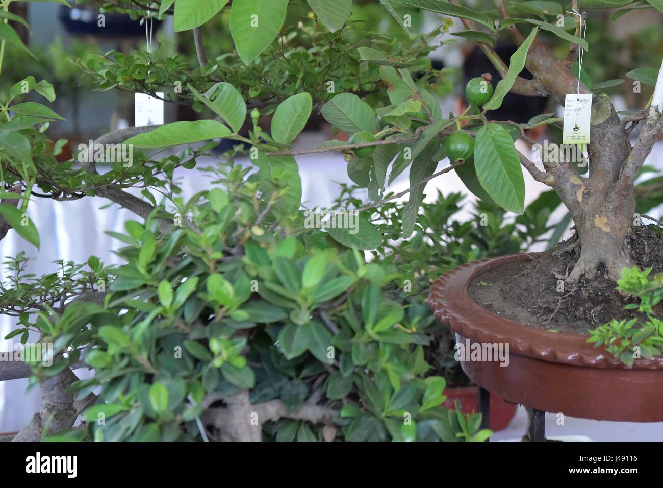 Dhaka, Bangladesh. 10th May 2017. Bonsai tree on display during the ...